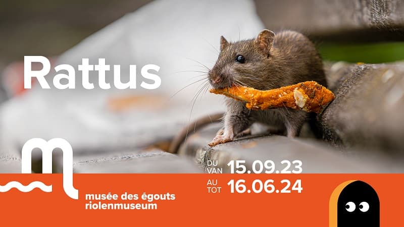 Exhibition. Rattus | City of Brussels
