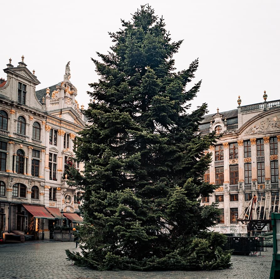 Christmas tree at the Grand-Place | City of Brussels